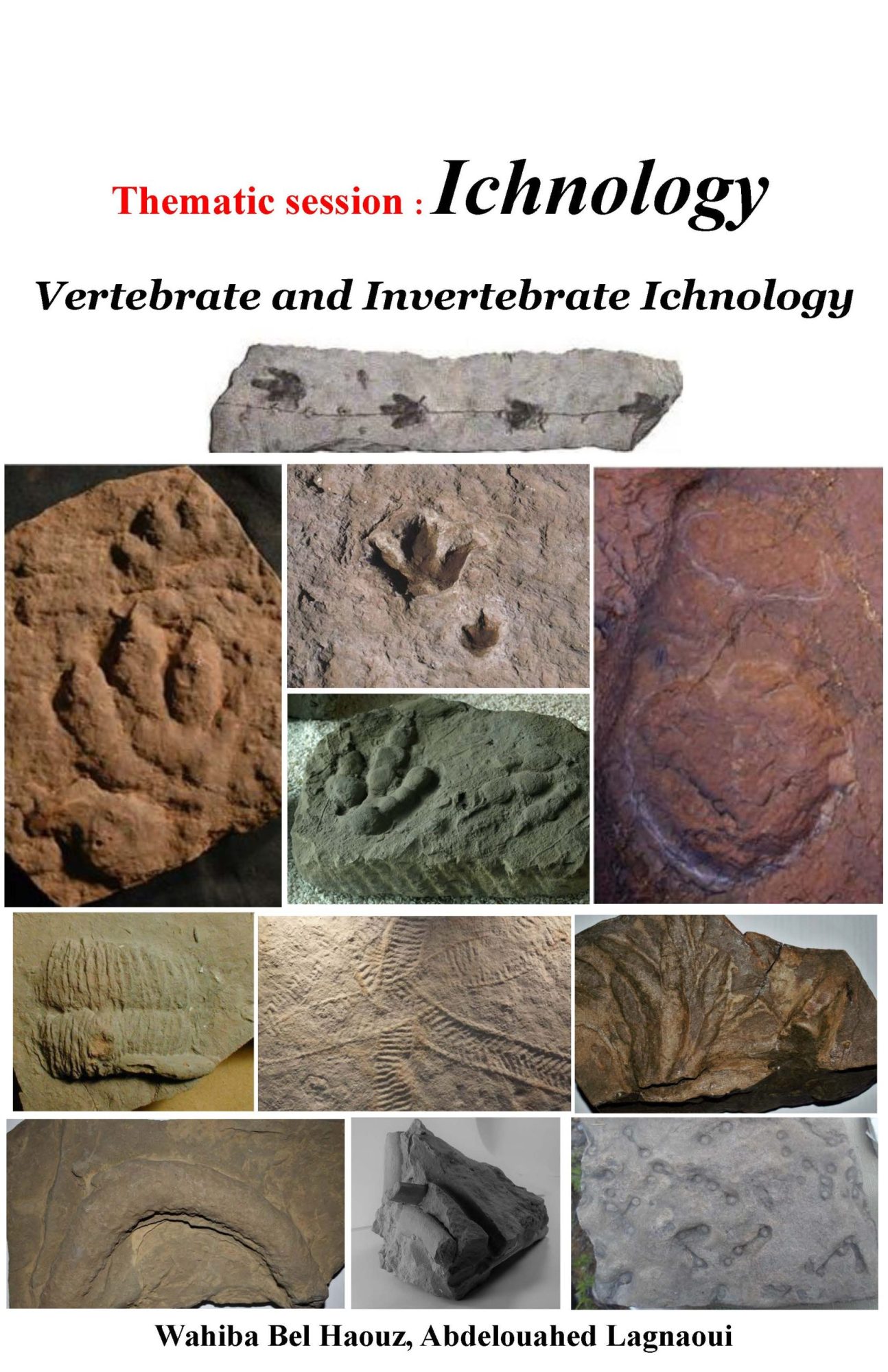 Ichnology: Vertebrate and Invertebrate Ichnology • Palaeo VC